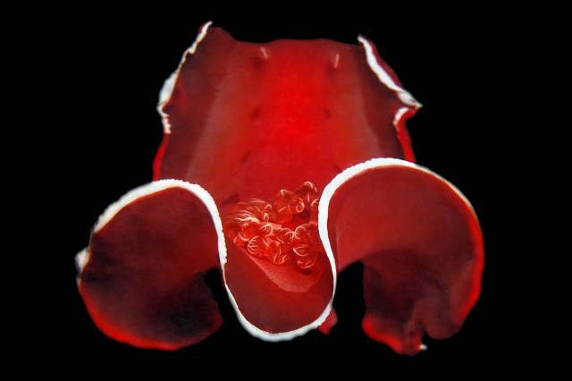 The Komodo New Moon Currents: Part 2 | The Sound of One Pan Frying